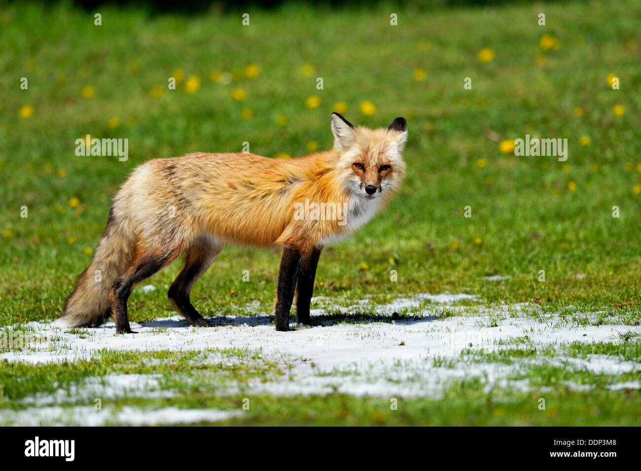 Red fox trotting hi-res stock photography and images - Alamy
