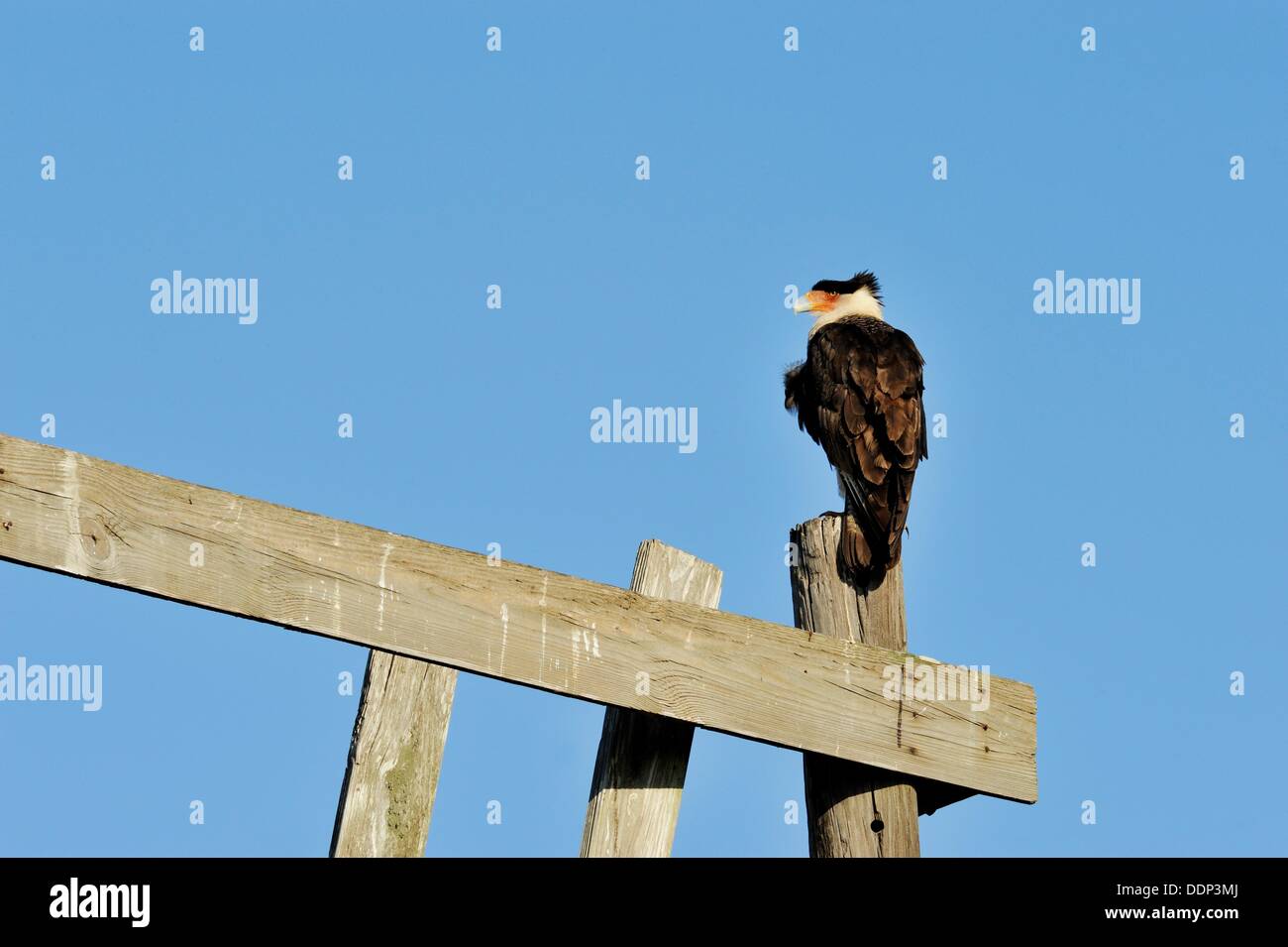Sentinel standing hi-res stock photography and images - Alamy
