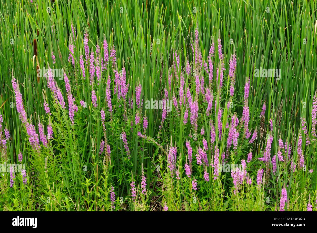 Threatening invasive non native plant hi-res stock photography and ...