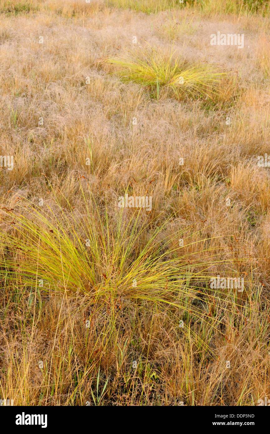 Sedge Community High Resolution Stock Photography and Images - Alamy