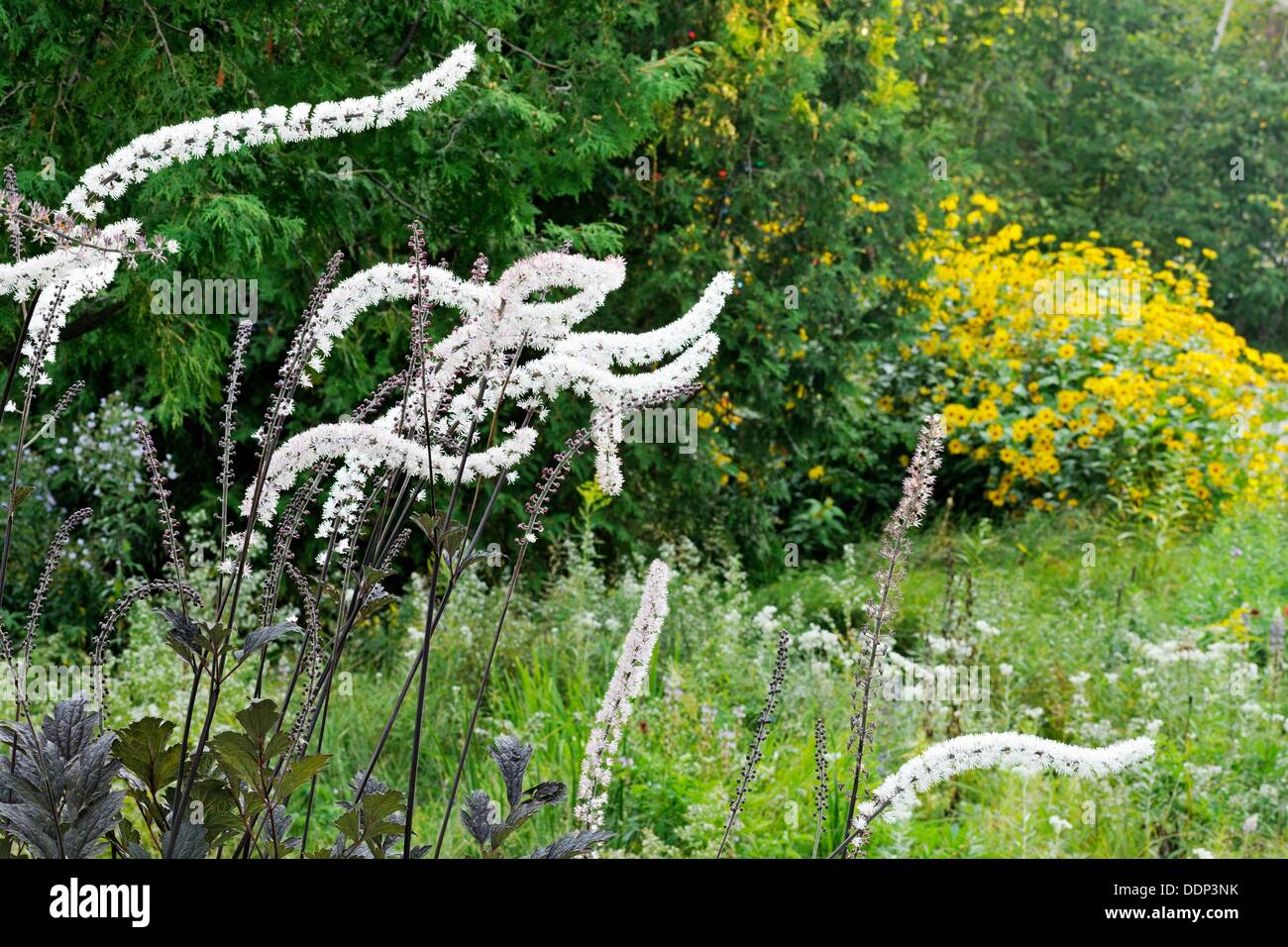 Bugbane hi-res stock photography and images - Alamy