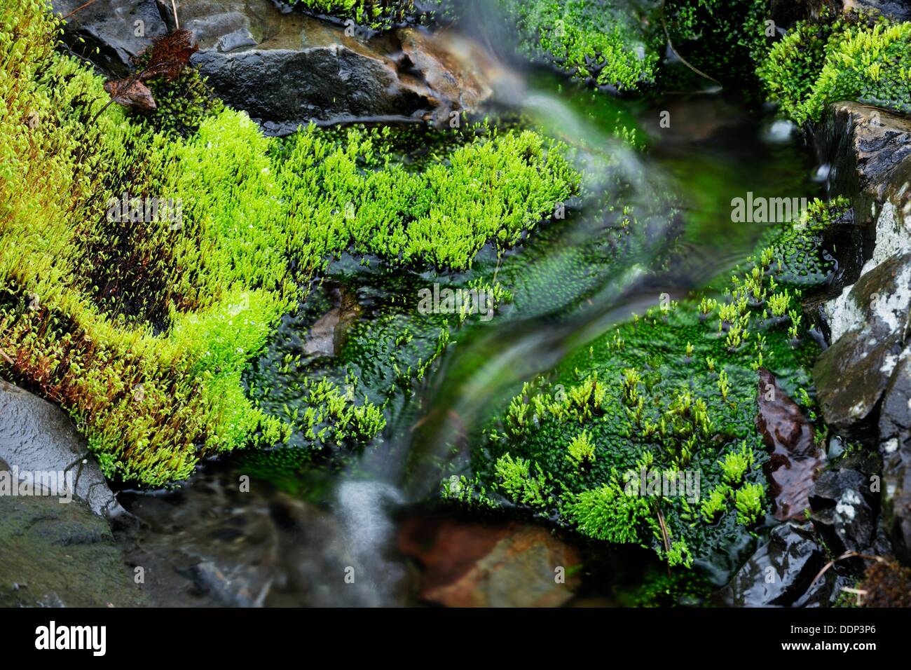 Moss beds hi-res stock photography and images - Alamy