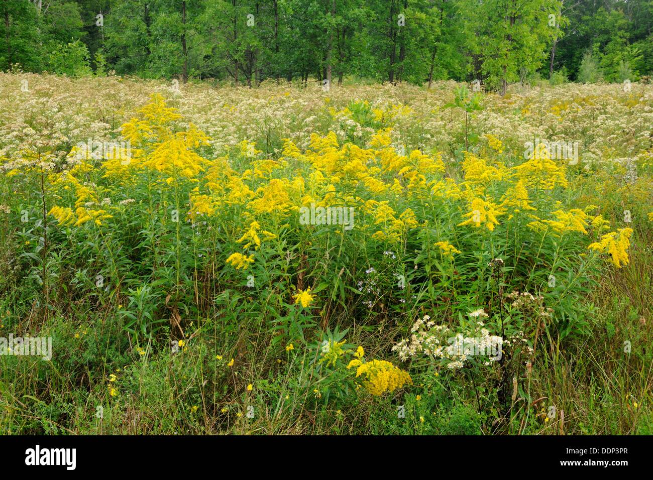 Wildflower colonies hi-res stock photography and images - Alamy