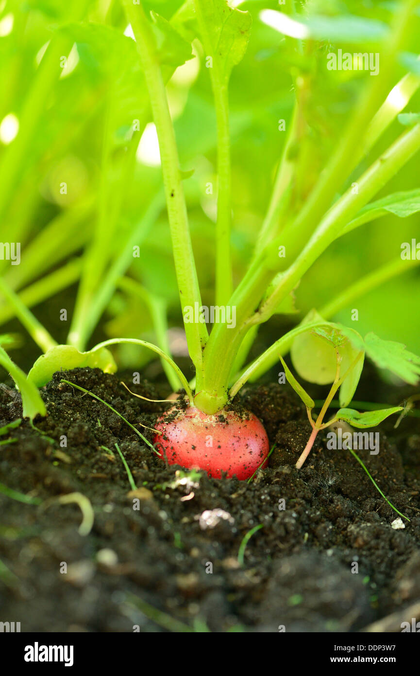 Radish root macro hi-res stock photography and images - Alamy