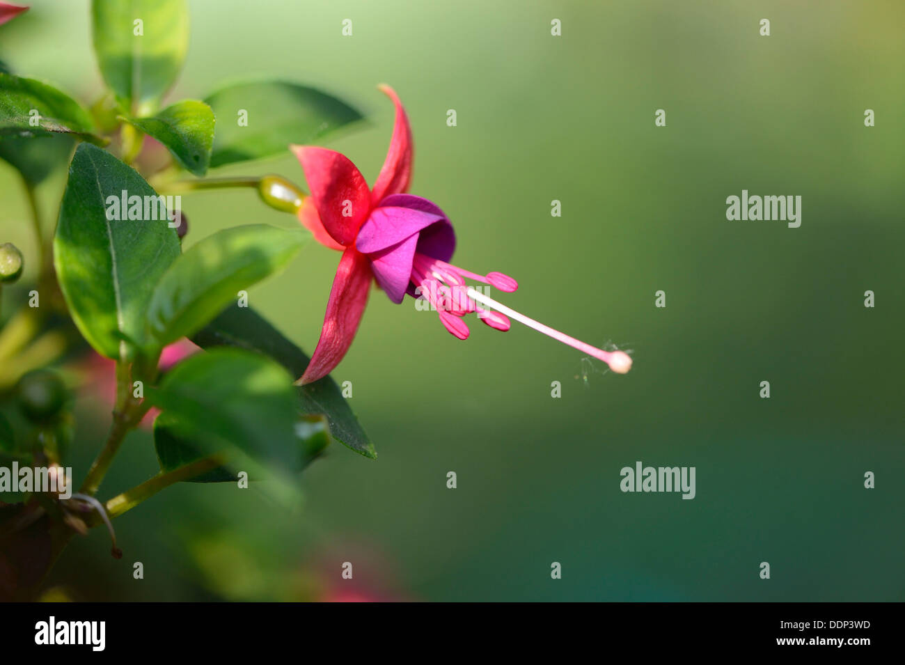 Fuchsia blossom, close-up Stock Photo - Alamy