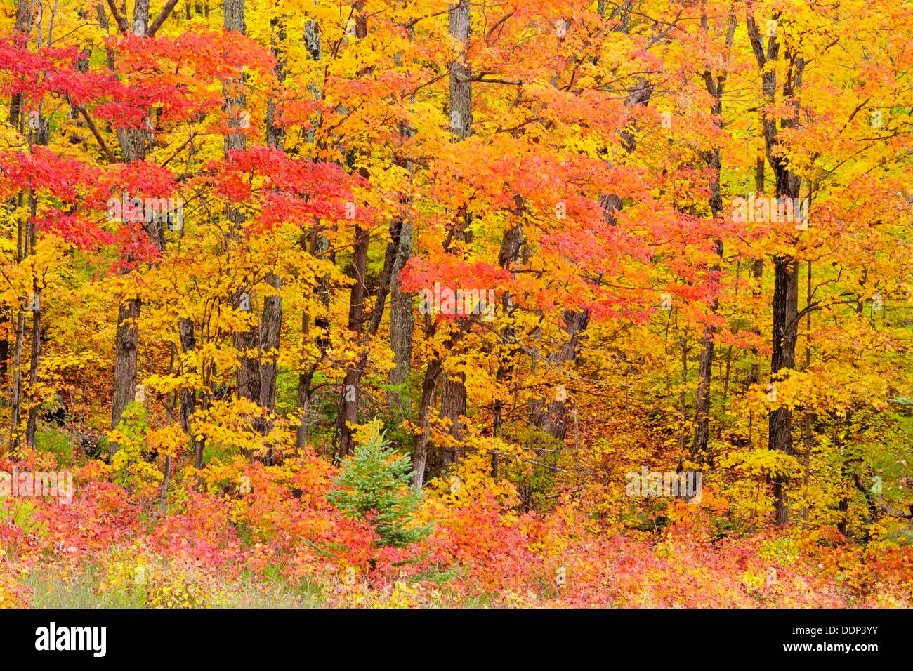 Mature maples ontario hi-res stock photography and images - Alamy