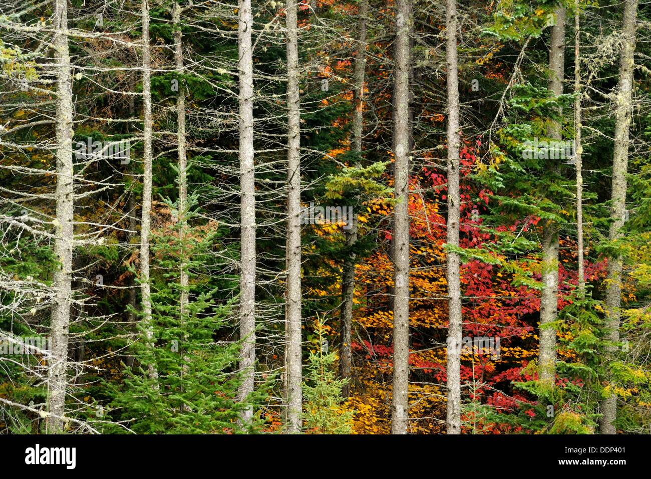 Tree pines hi-res stock photography and images - Alamy