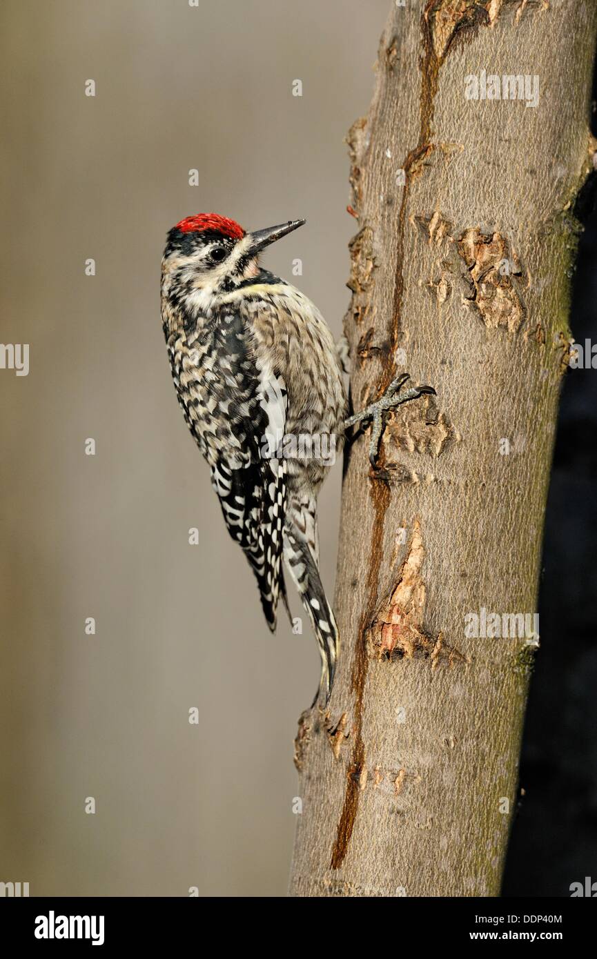 Species yellow bellied sapsucker hi-res stock photography and images ...