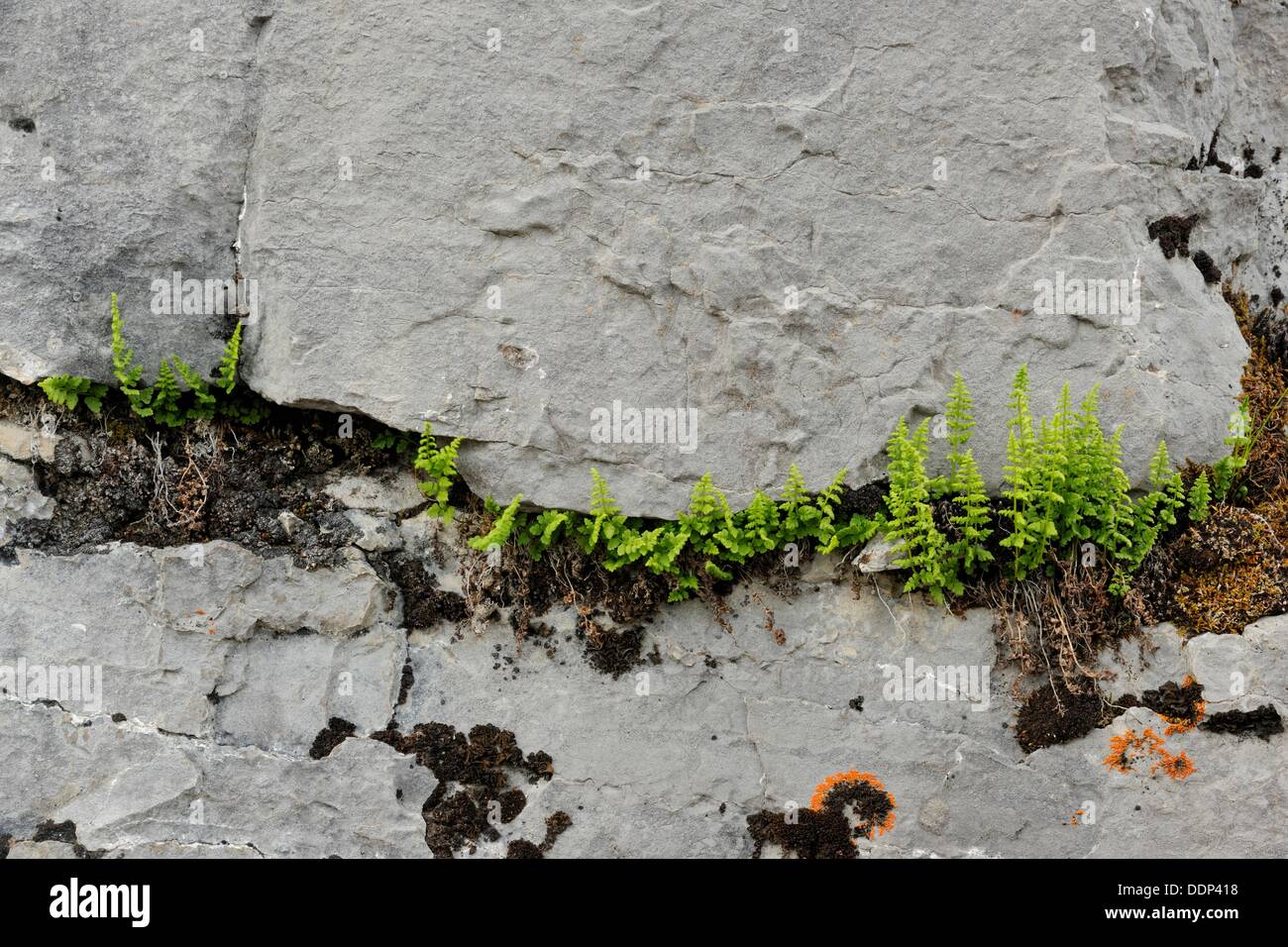 Fern growing from a rock hi-res stock photography and images - Alamy