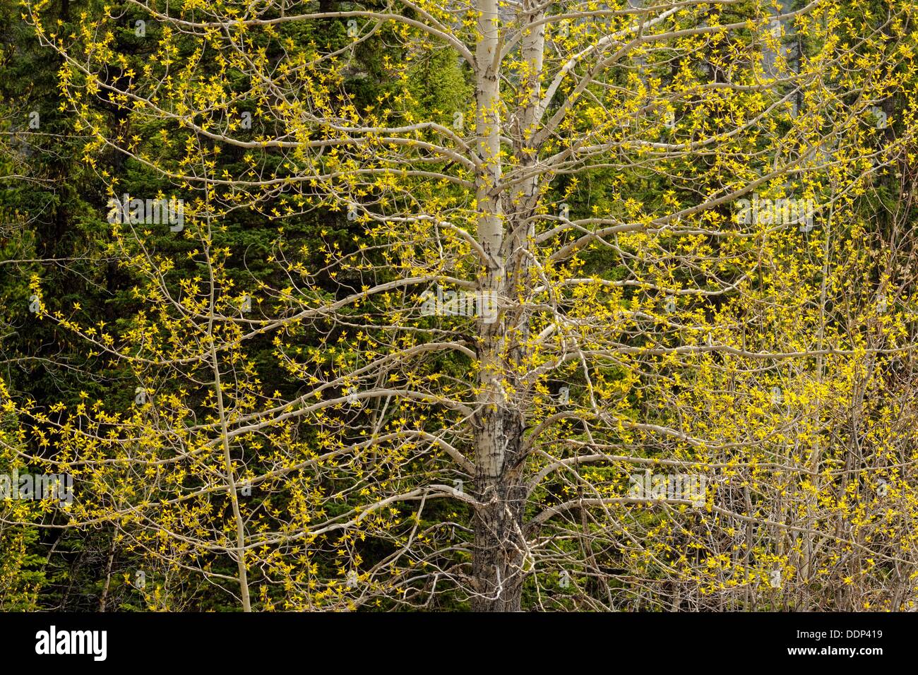 Western balsam poplar hi-res stock photography and images - Alamy