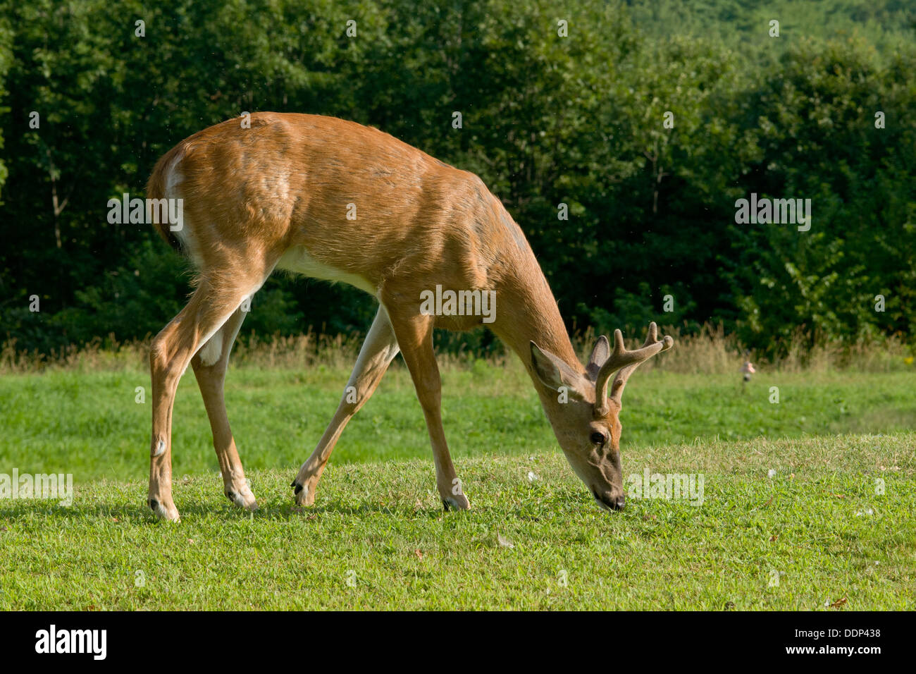 White tailed deer new hampshire hi-res stock photography and images - Alamy