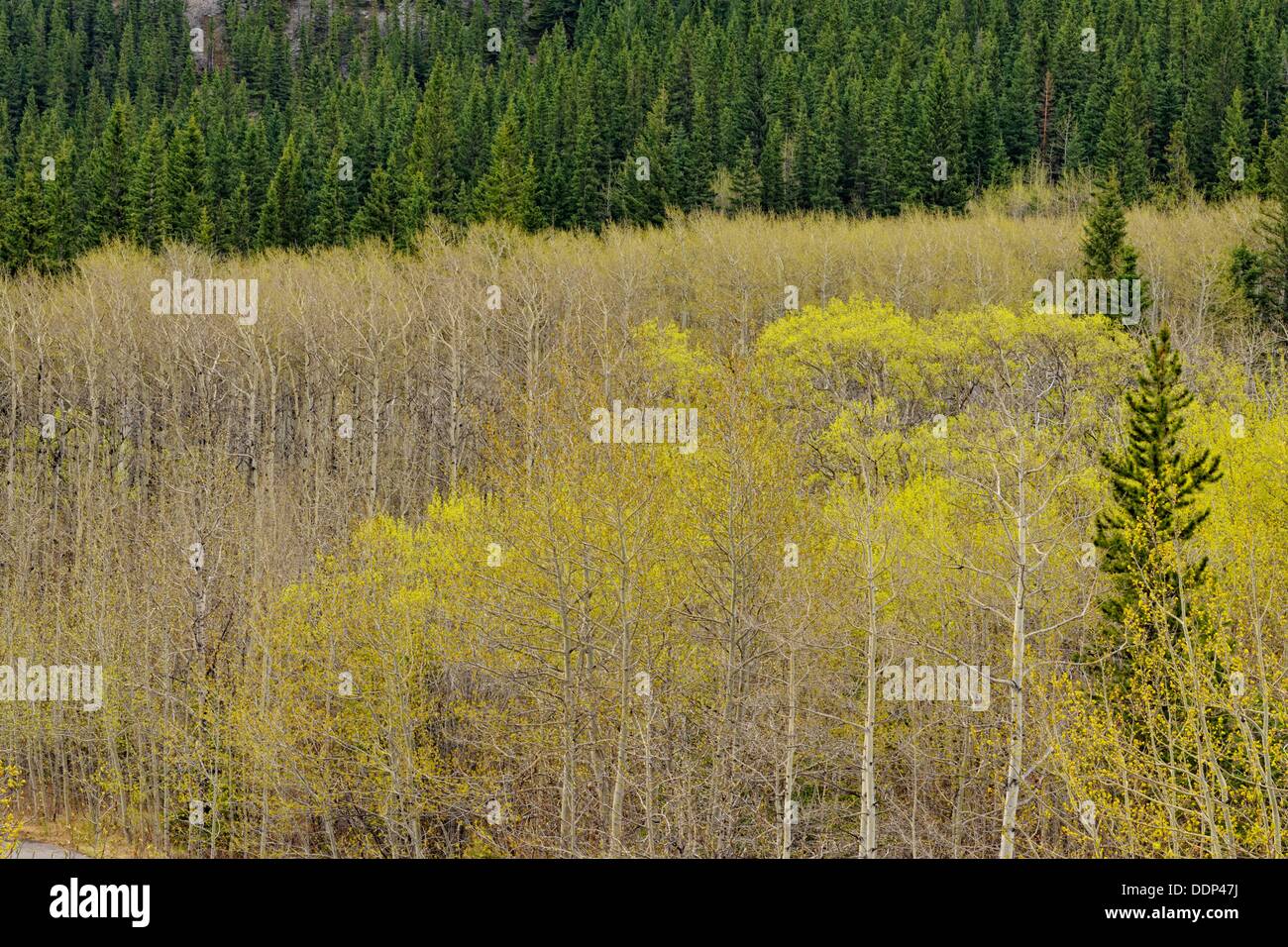 Kananaskis country recreation area hi-res stock photography and images ...