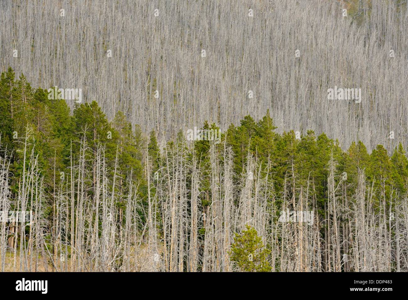 Regeneration Renewal Slope High Resolution Stock Photography and Images ...