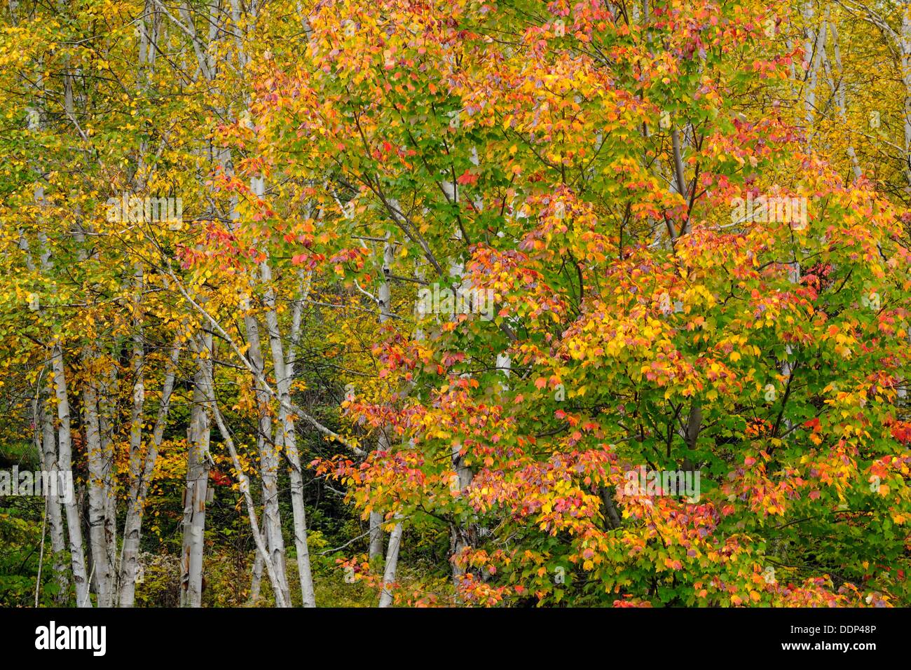 White birch trees and maple, Wanup, Ontario, Canada Stock Photo - Alamy