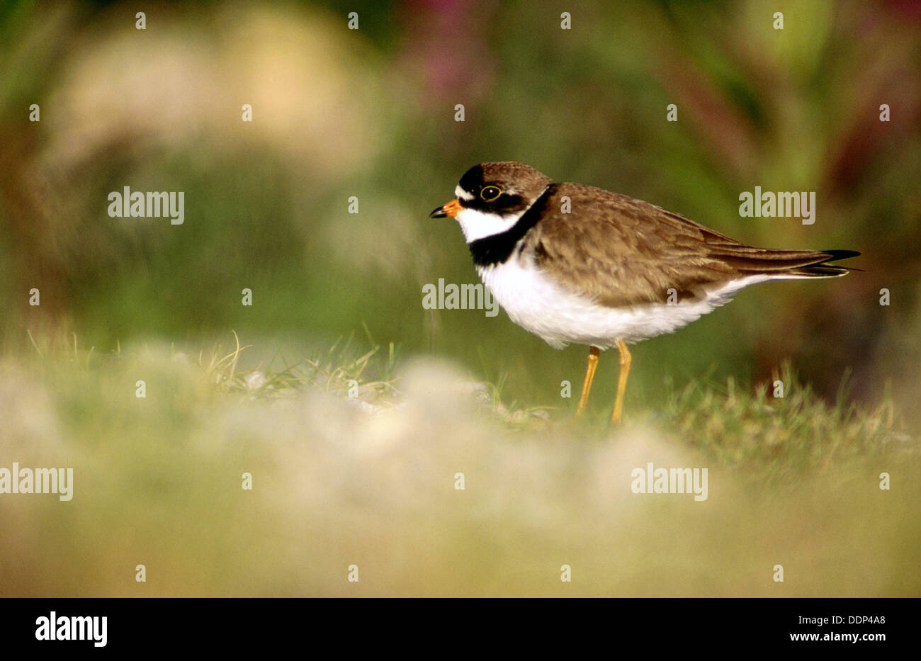 Semipalmated plover nest hi-res stock photography and images - Alamy