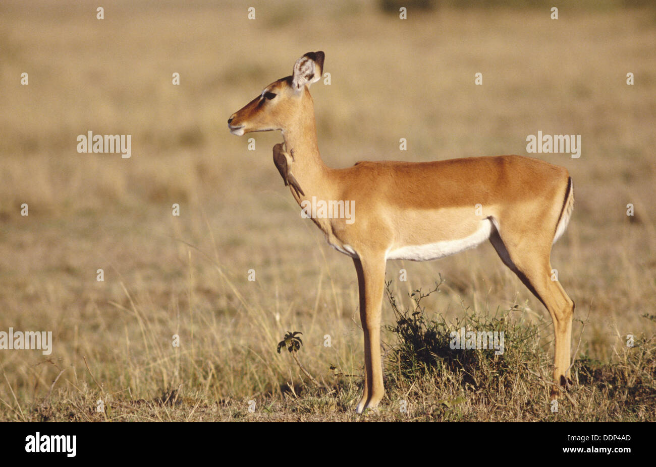 Impala mutualism hi-res stock photography and images - Alamy