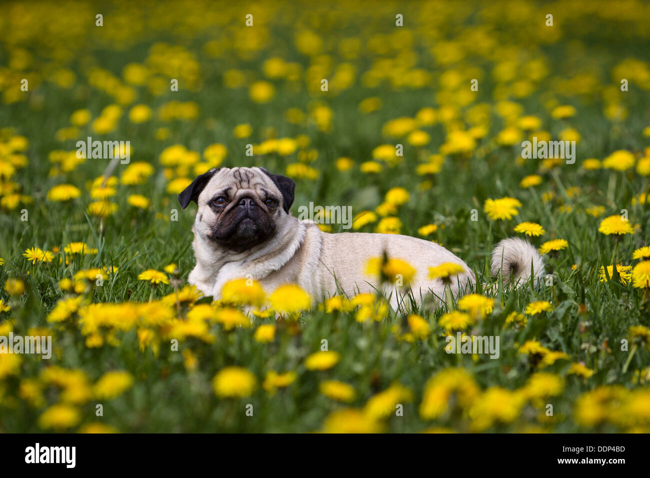 Pug lay down grass hi-res stock photography and images - Alamy