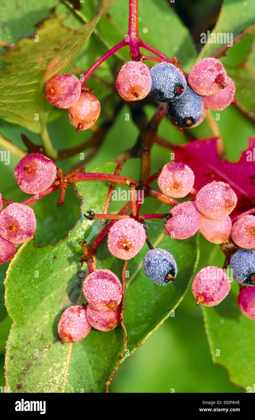 Northern Wild Raisin