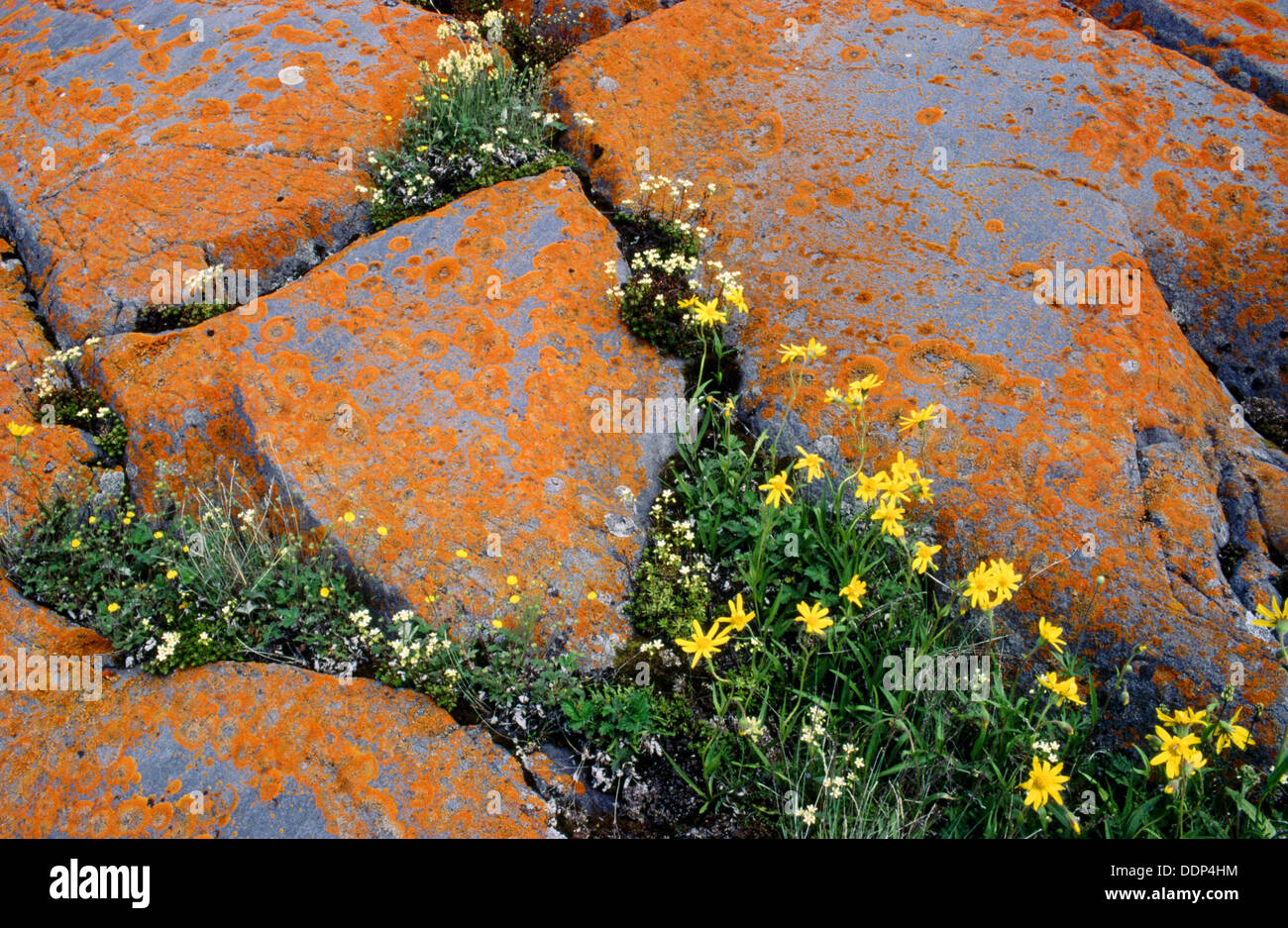 Alpine arnica arnica alpina hi-res stock photography and images - Alamy