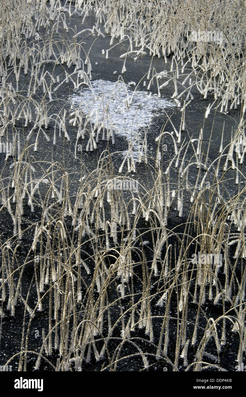 Hardstem bulrush hi-res stock photography and images - Alamy