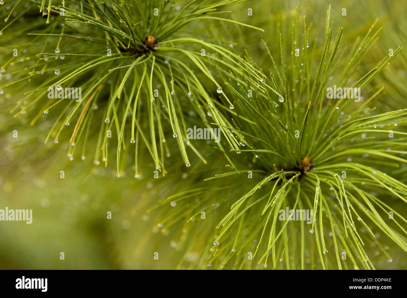White Spots On Pinus