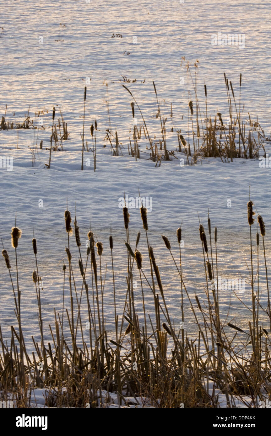 Cattails typha sp hi-res stock photography and images - Alamy