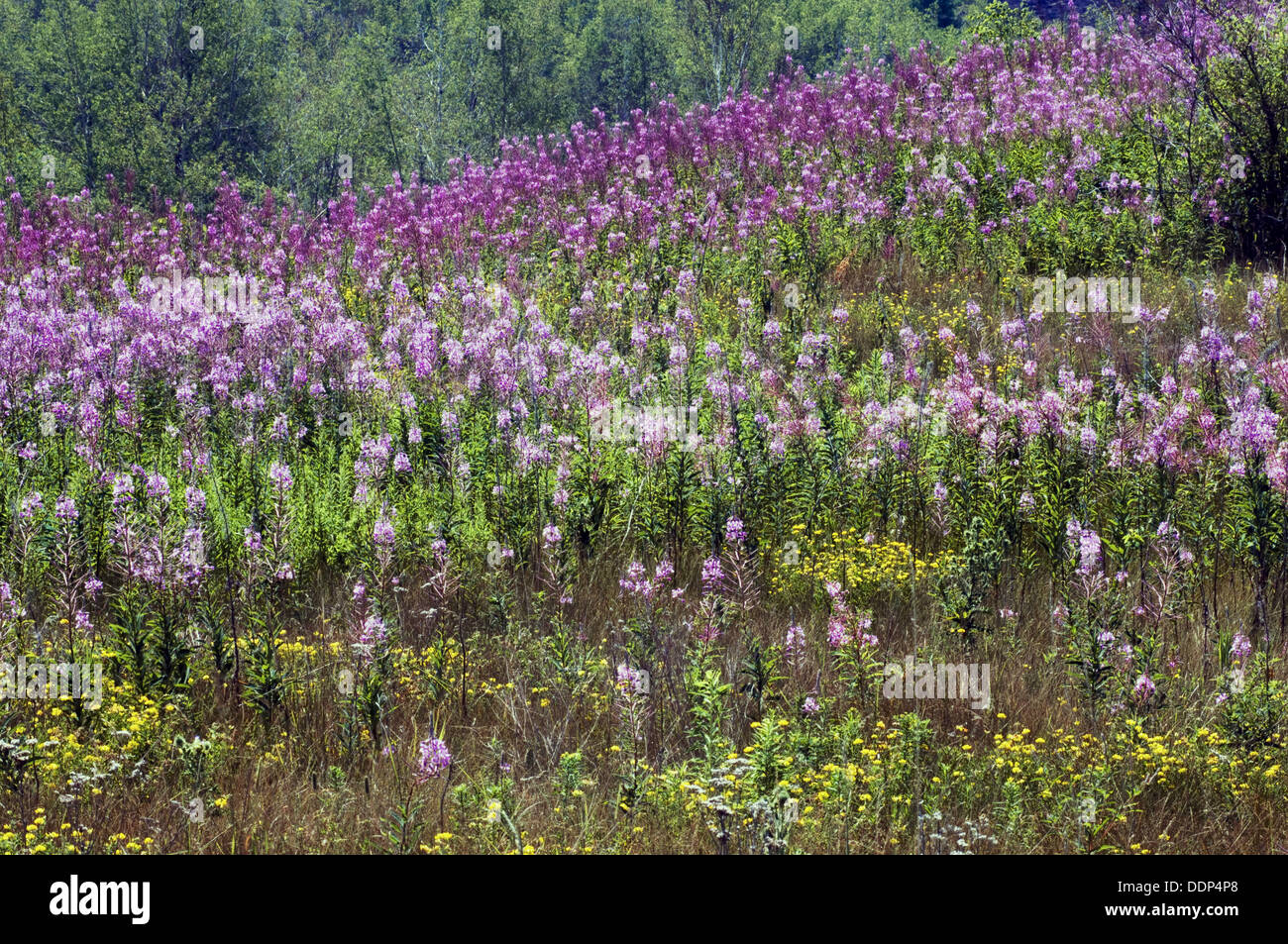 Coniston ontario hi-res stock photography and images - Alamy