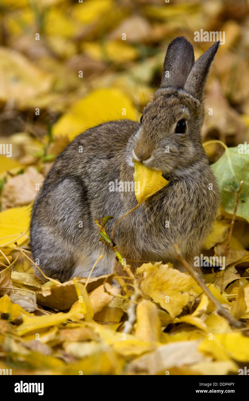 Nuttalls cottontail hi-res stock photography and images - Alamy