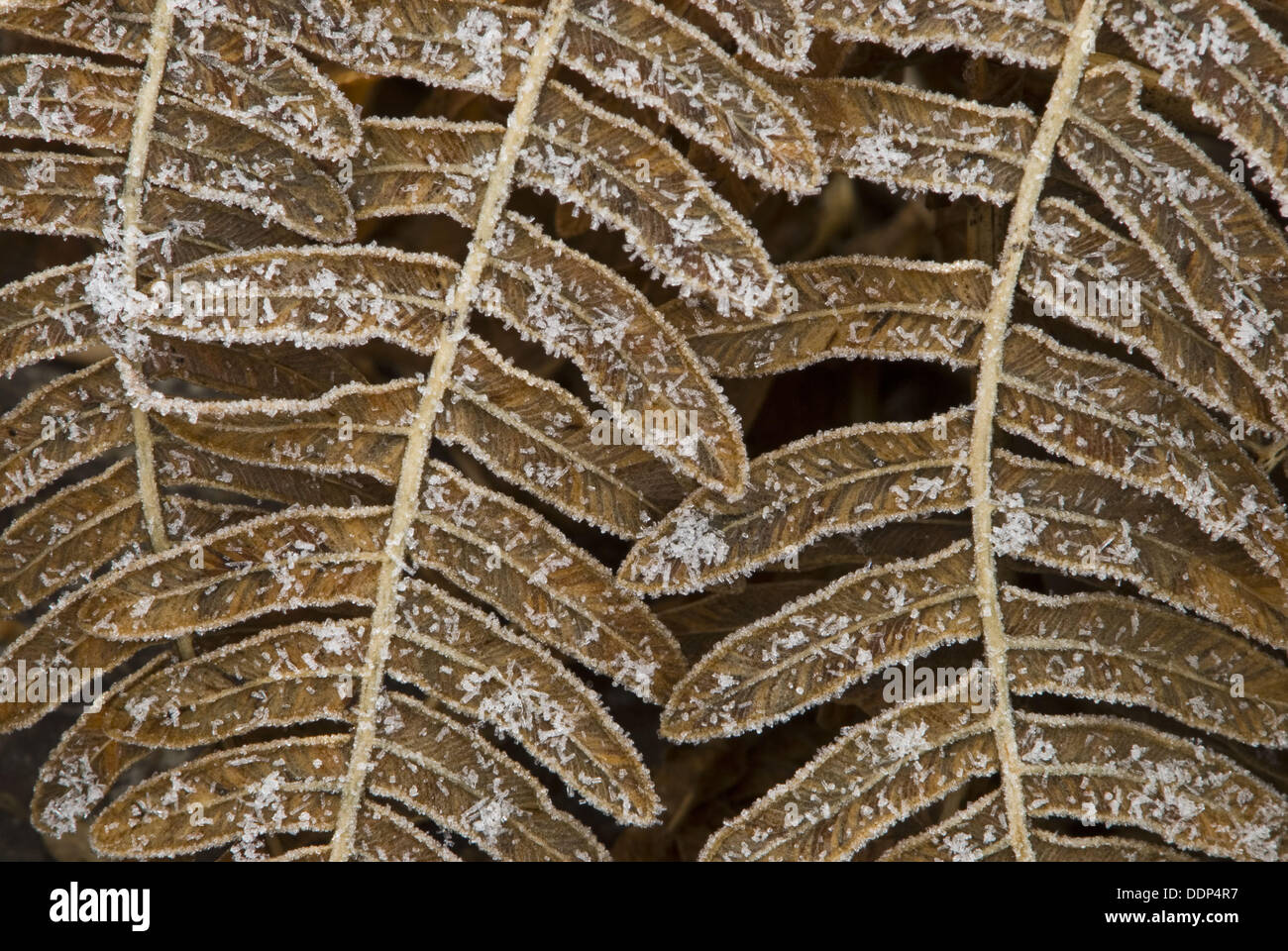 Dead Bracken Fronds High Resolution Stock Photography and Images - Alamy