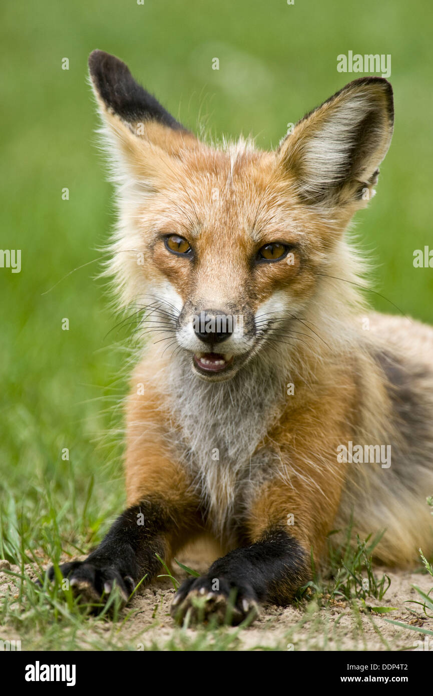 Fox Showing Image High Resolution Stock Photography and Images - Alamy