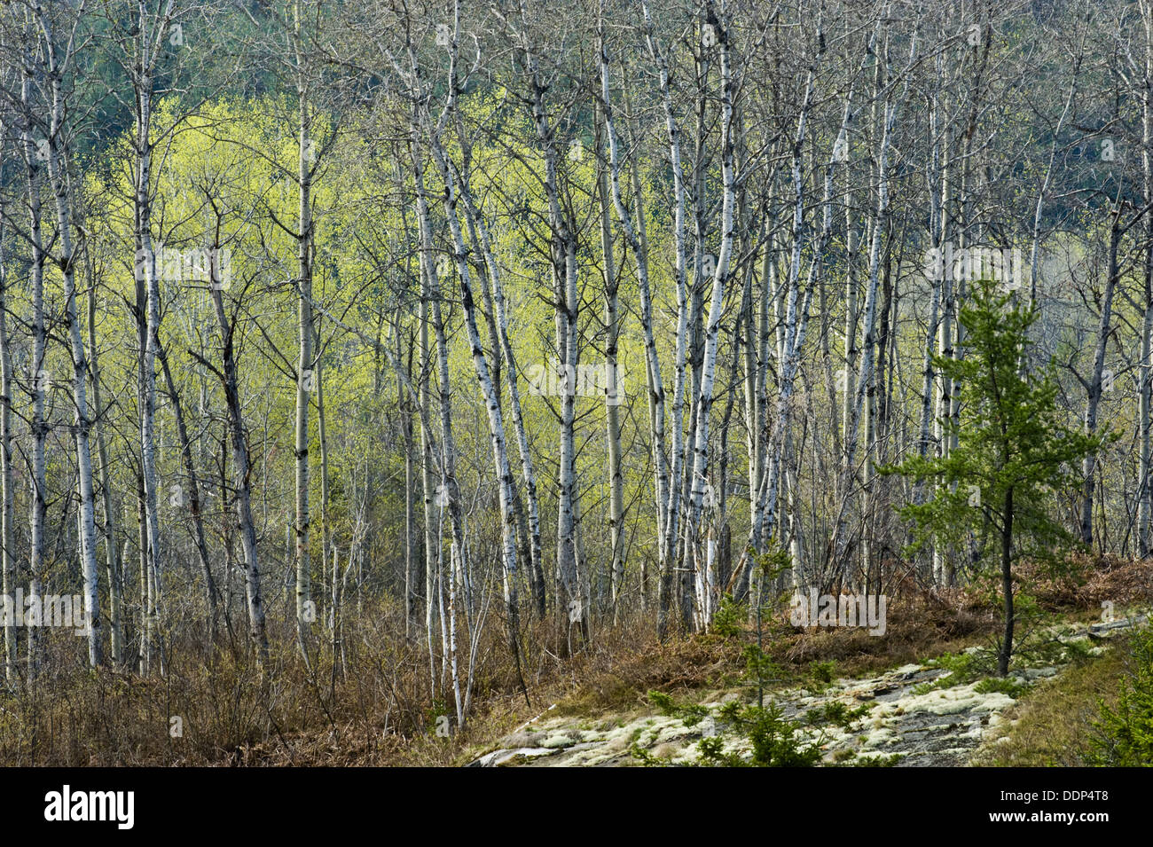 Emerging trees hi-res stock photography and images - Alamy