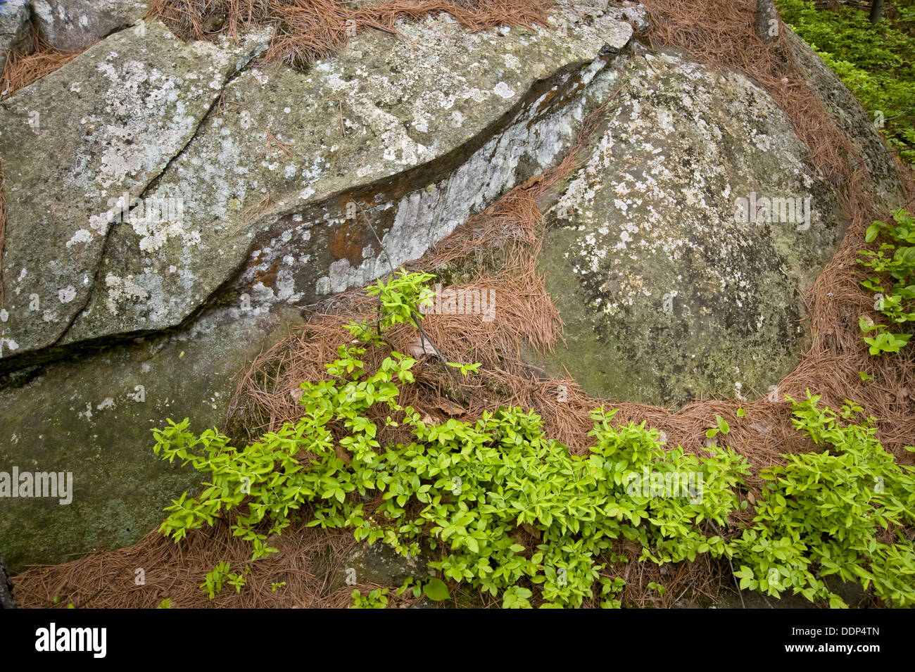 Canadian shield granite outcrops hi-res stock photography and images ...