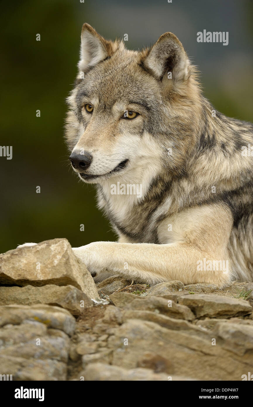 Grey or timber wolf hi-res stock photography and images - Alamy