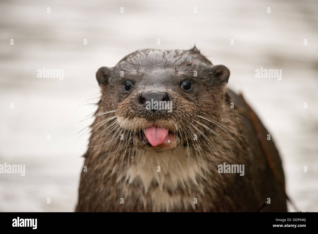 European otter sticking out tongue hi-res stock photography and images ...