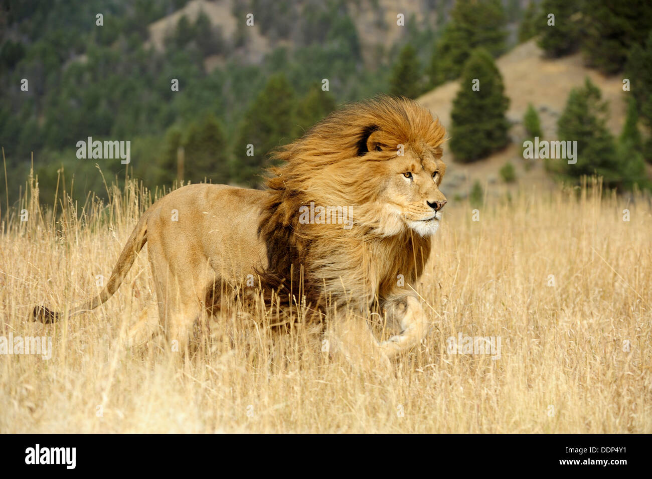Barbary Lion High Resolution Stock Photography and Images - Alamy