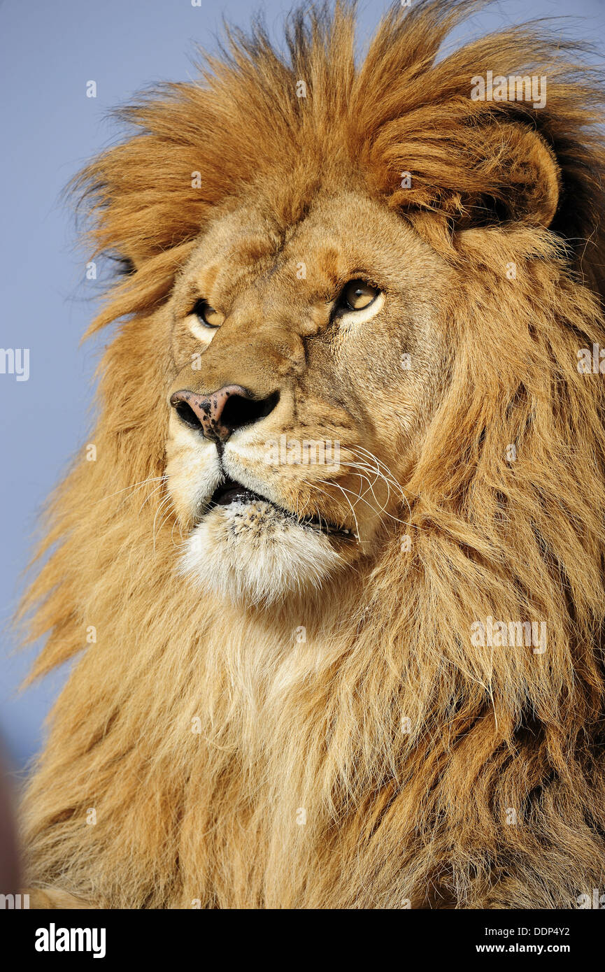 Black Mane Lion Extinct