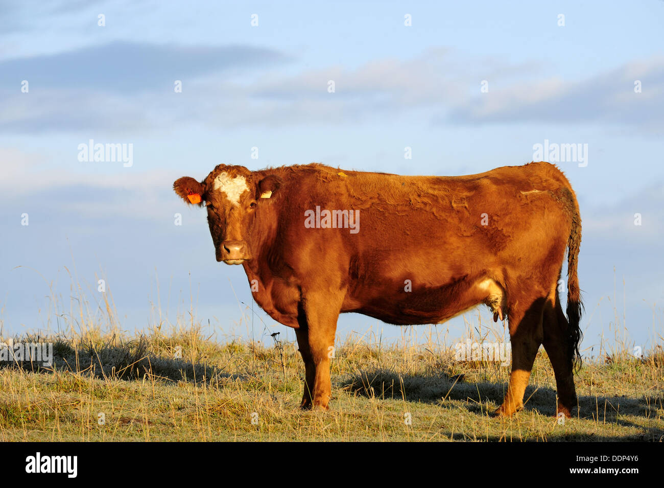 Healthy rangeland hi-res stock photography and images - Alamy
