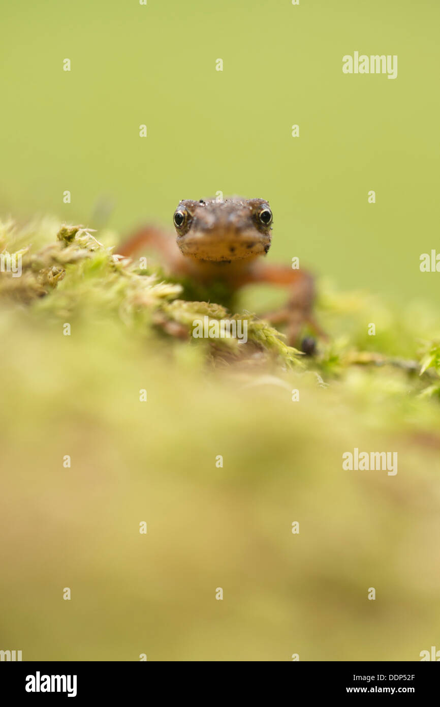 eye of newt Stock Photo - Alamy