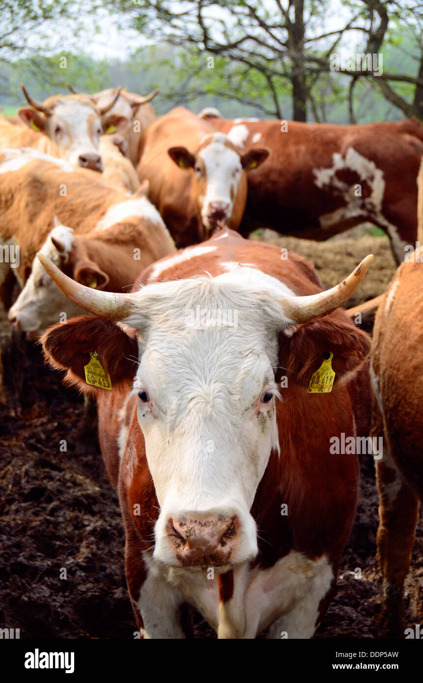 Cows on the farm hi-res stock photography and images - Alamy