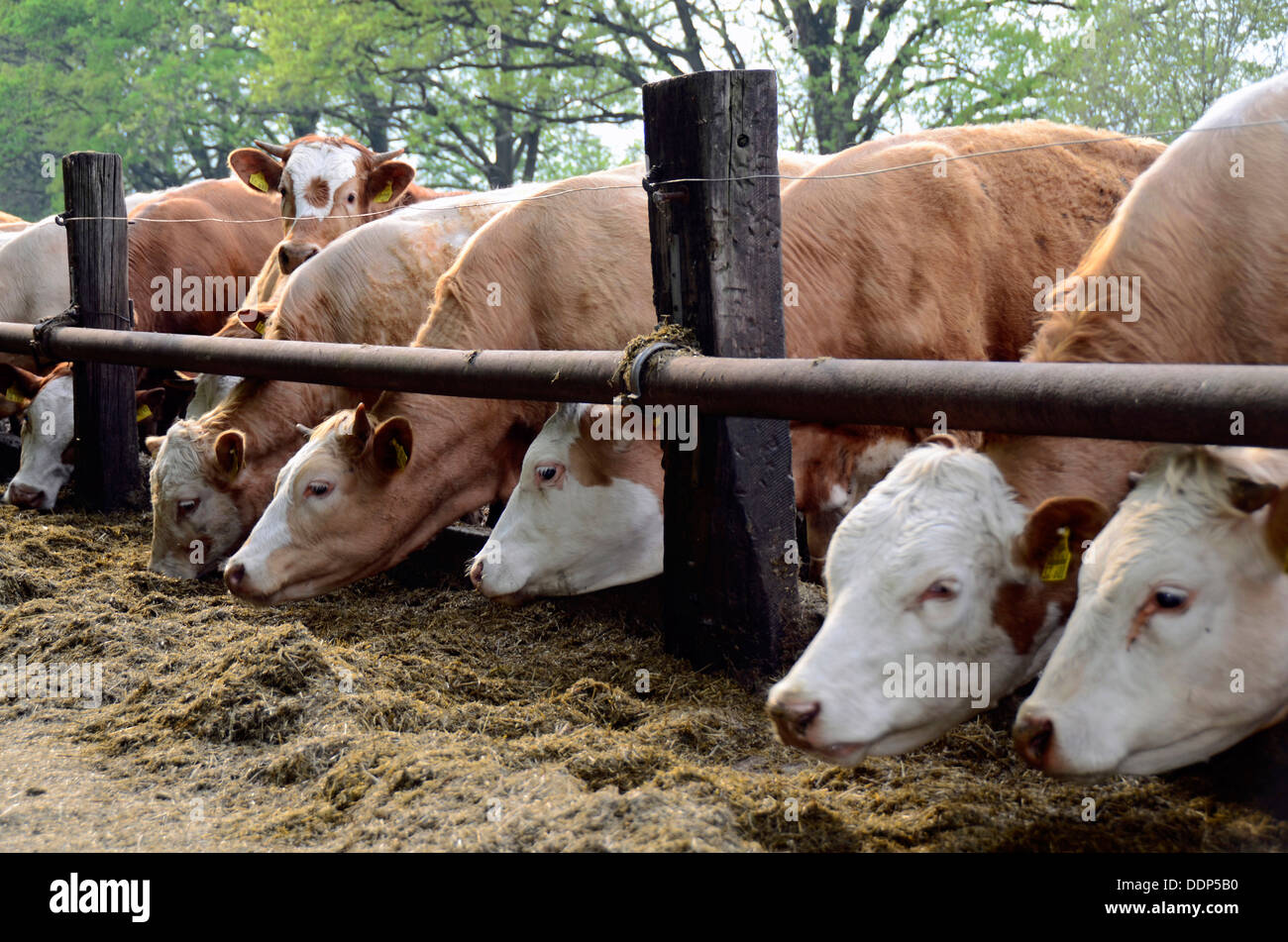 Cows on the farm hi-res stock photography and images - Alamy