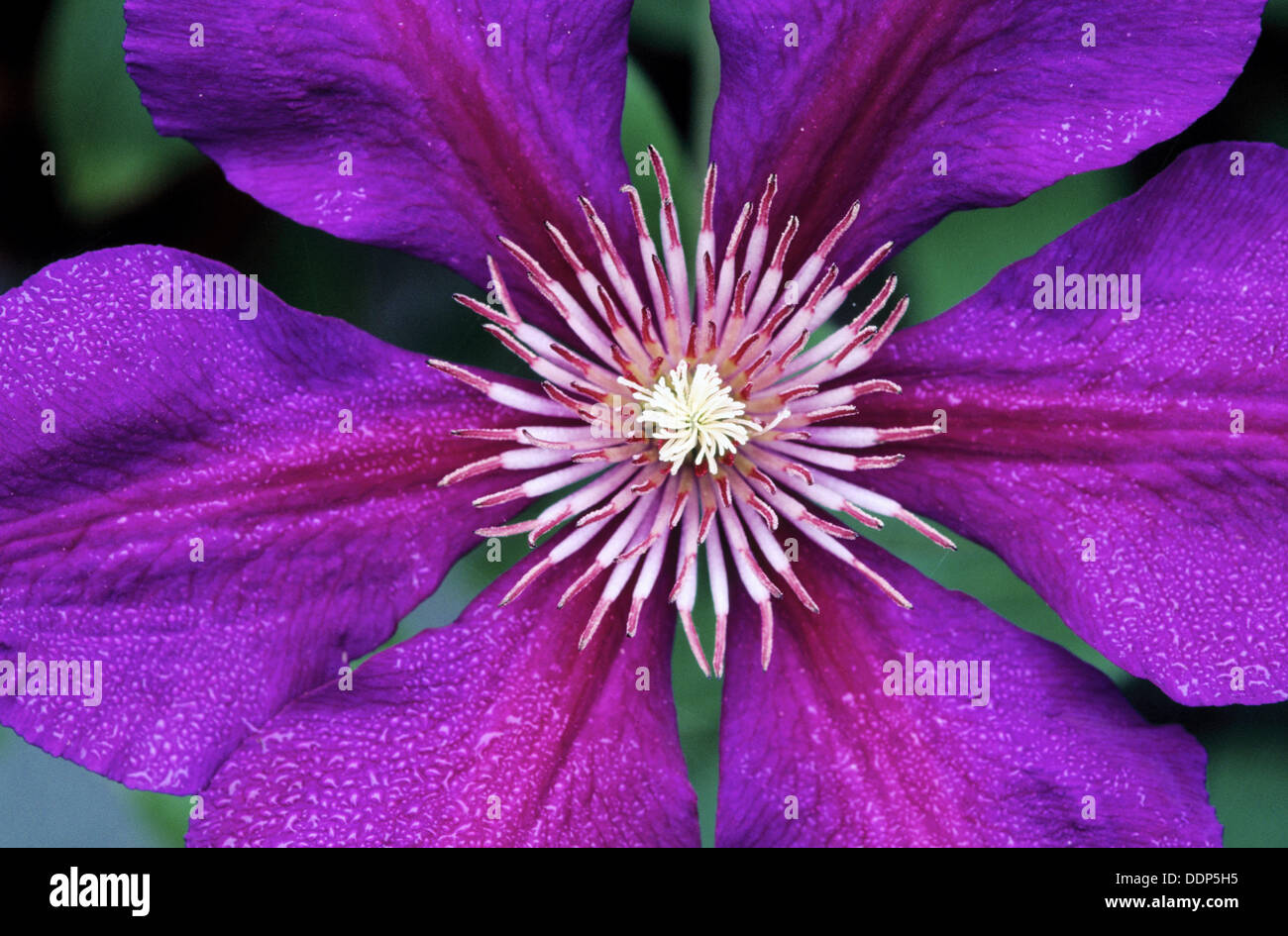 Clematis sp hi-res stock photography and images - Alamy