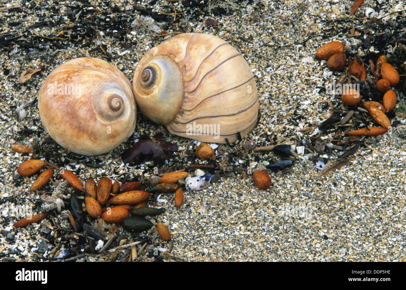 Polinices hi-res stock photography and images - Alamy