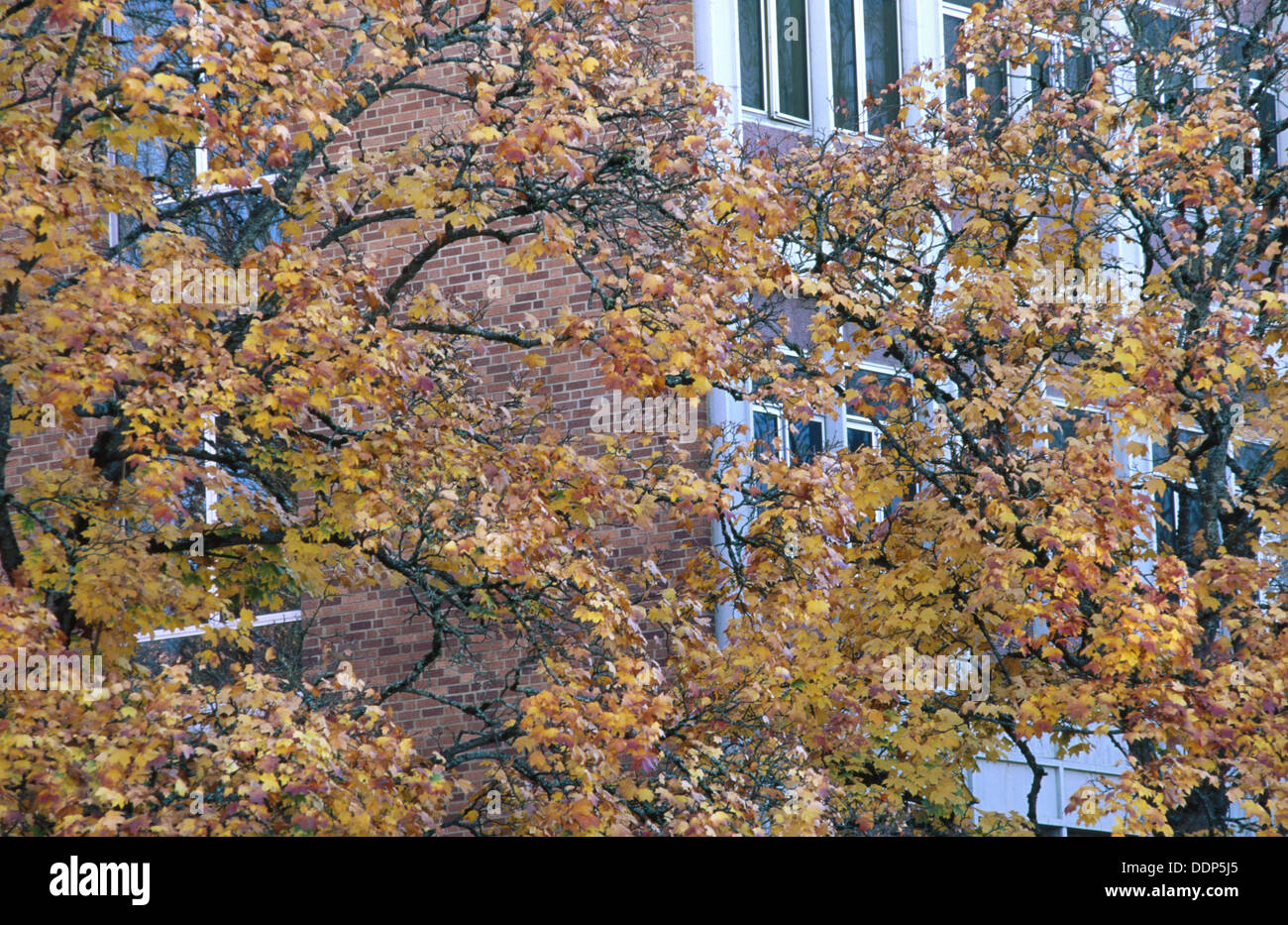 Maple trees in fall. University of Oregon campus. Willamette Valley ...