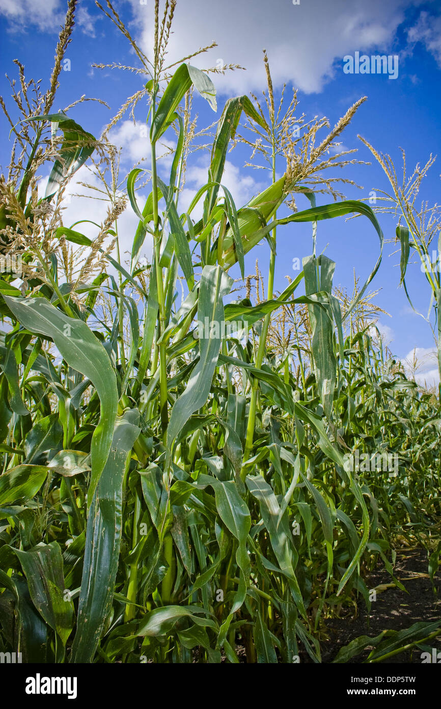 Maize corn field netherlands hi-res stock photography and images - Alamy