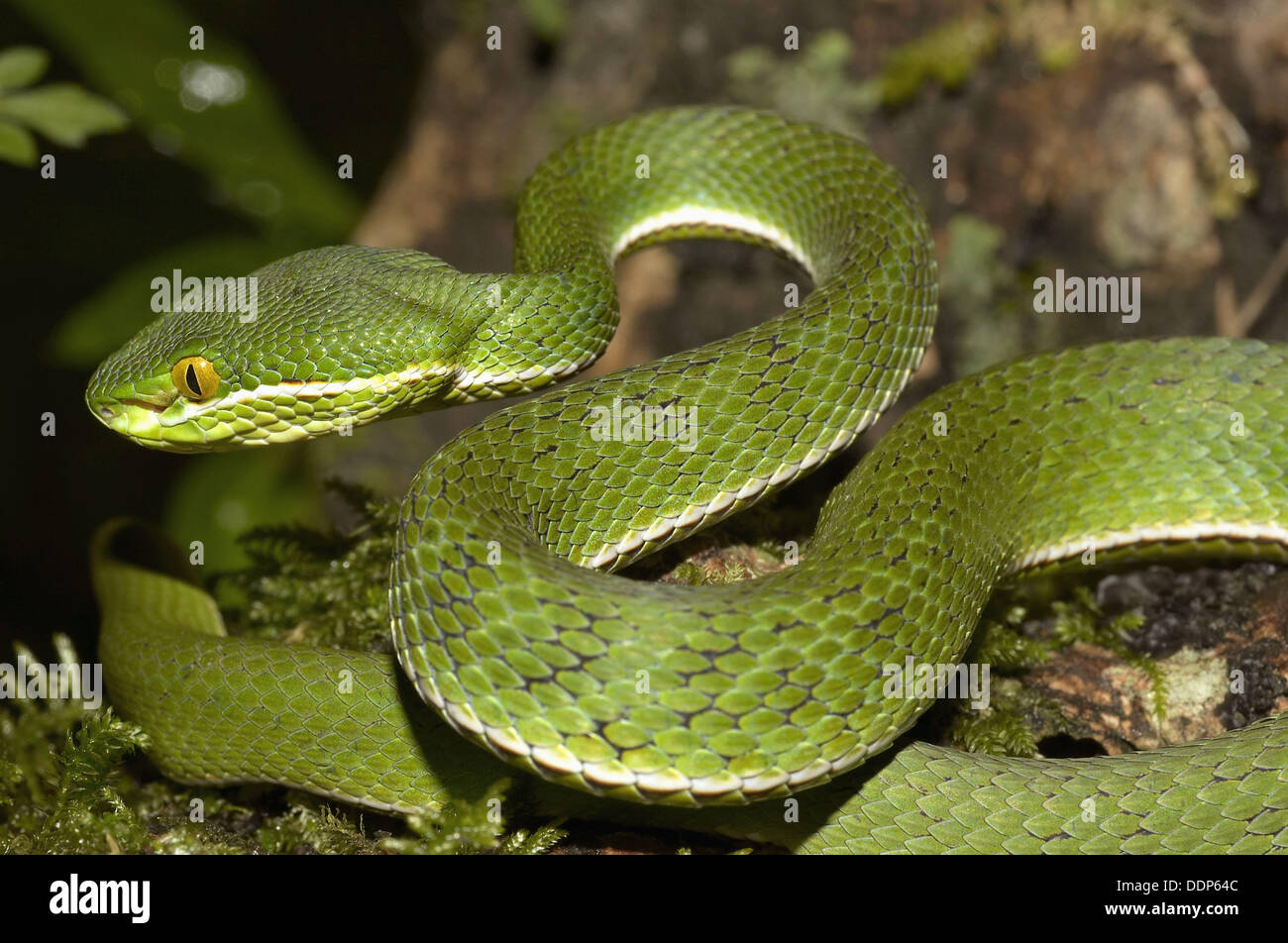 Gloydius hi-res stock photography and images - Alamy