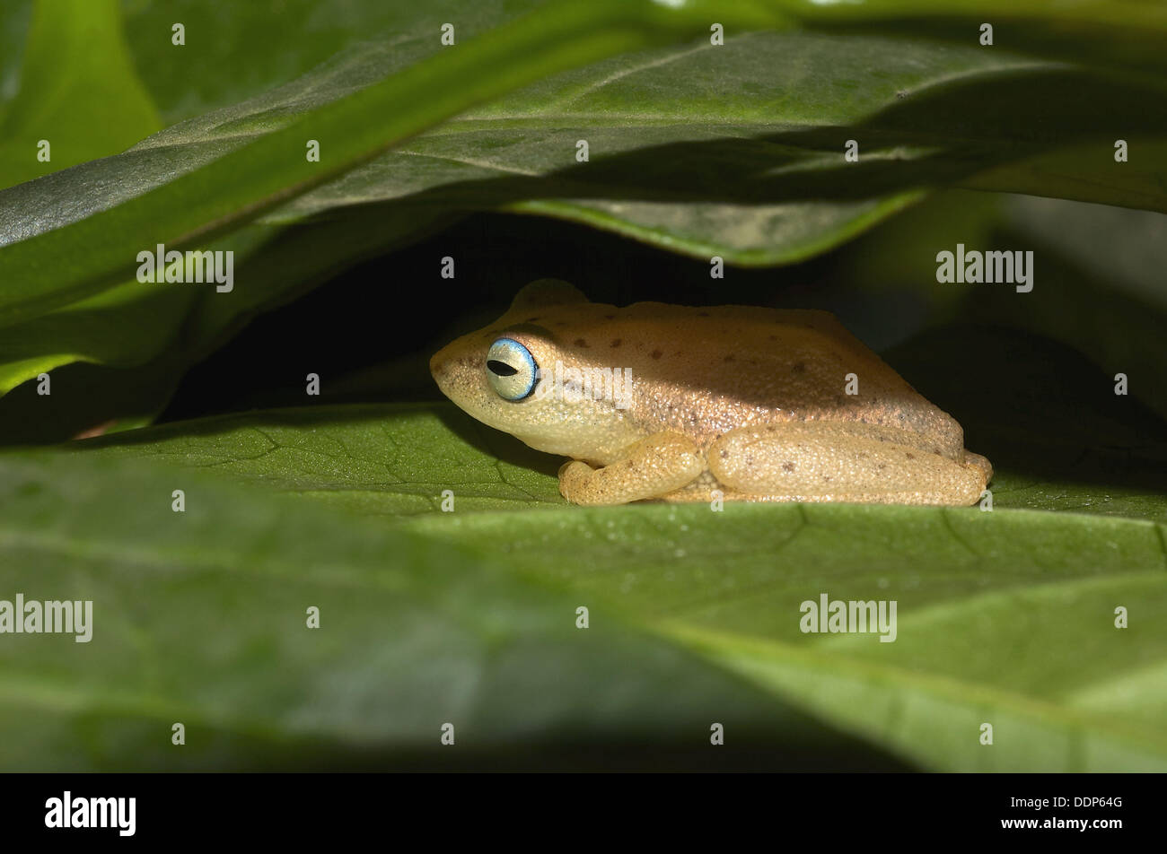 Frog leaf cover hi-res stock photography and images - Alamy