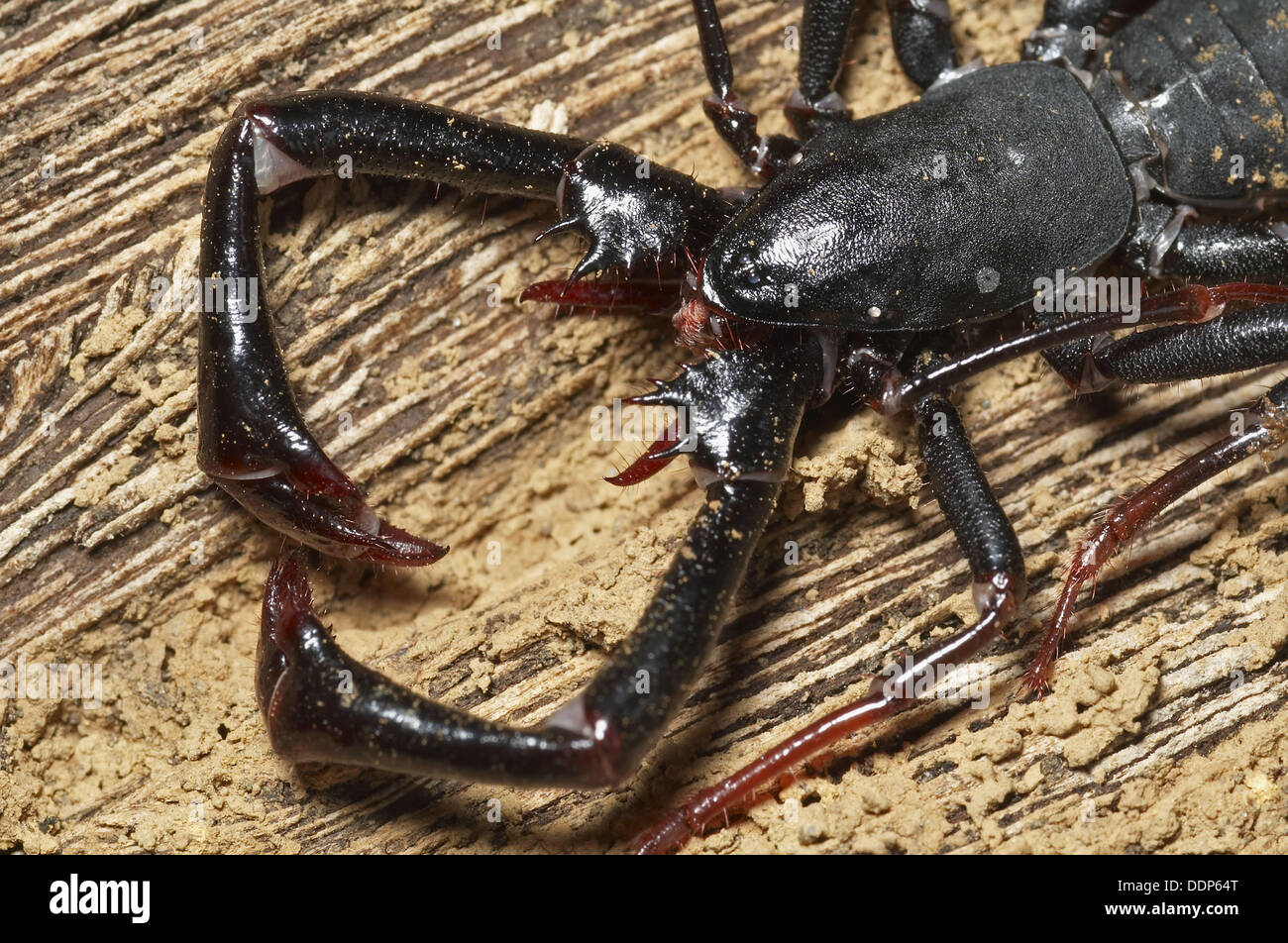 Agumbe, india hi-res stock photography and images - Alamy