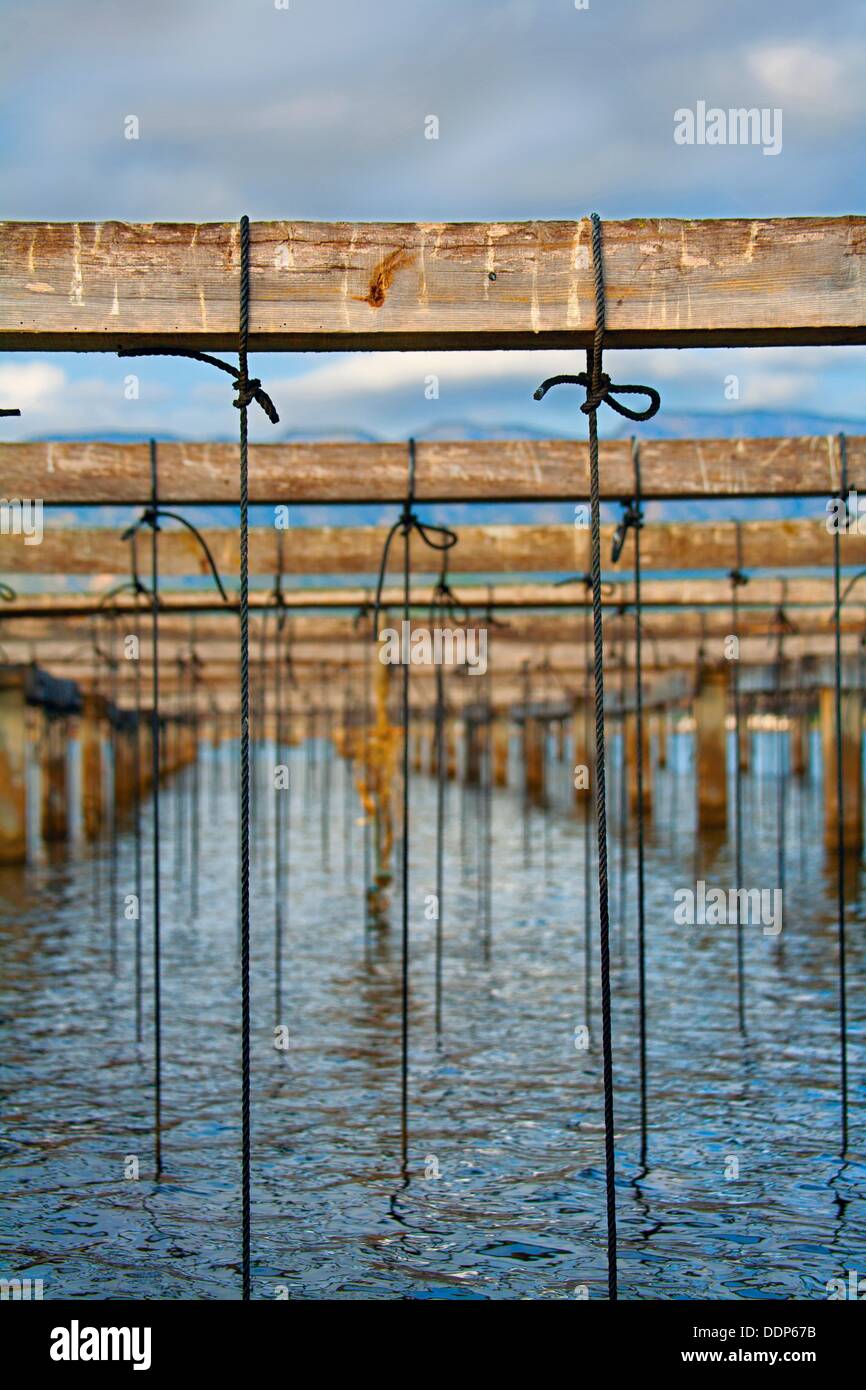 Oyster nursery hi-res stock photography and images - Alamy