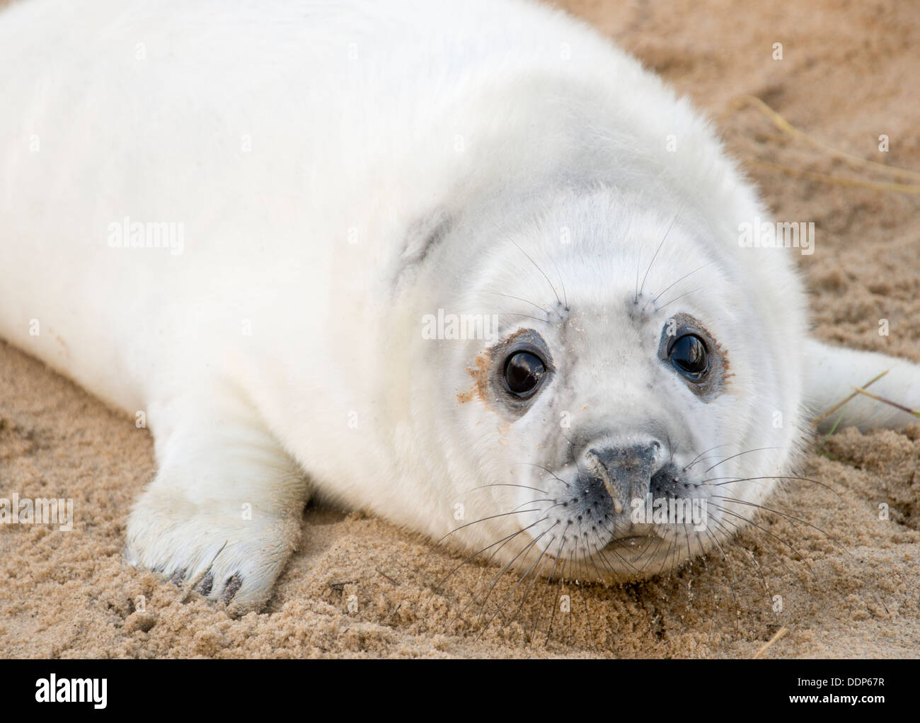 Sad Seal