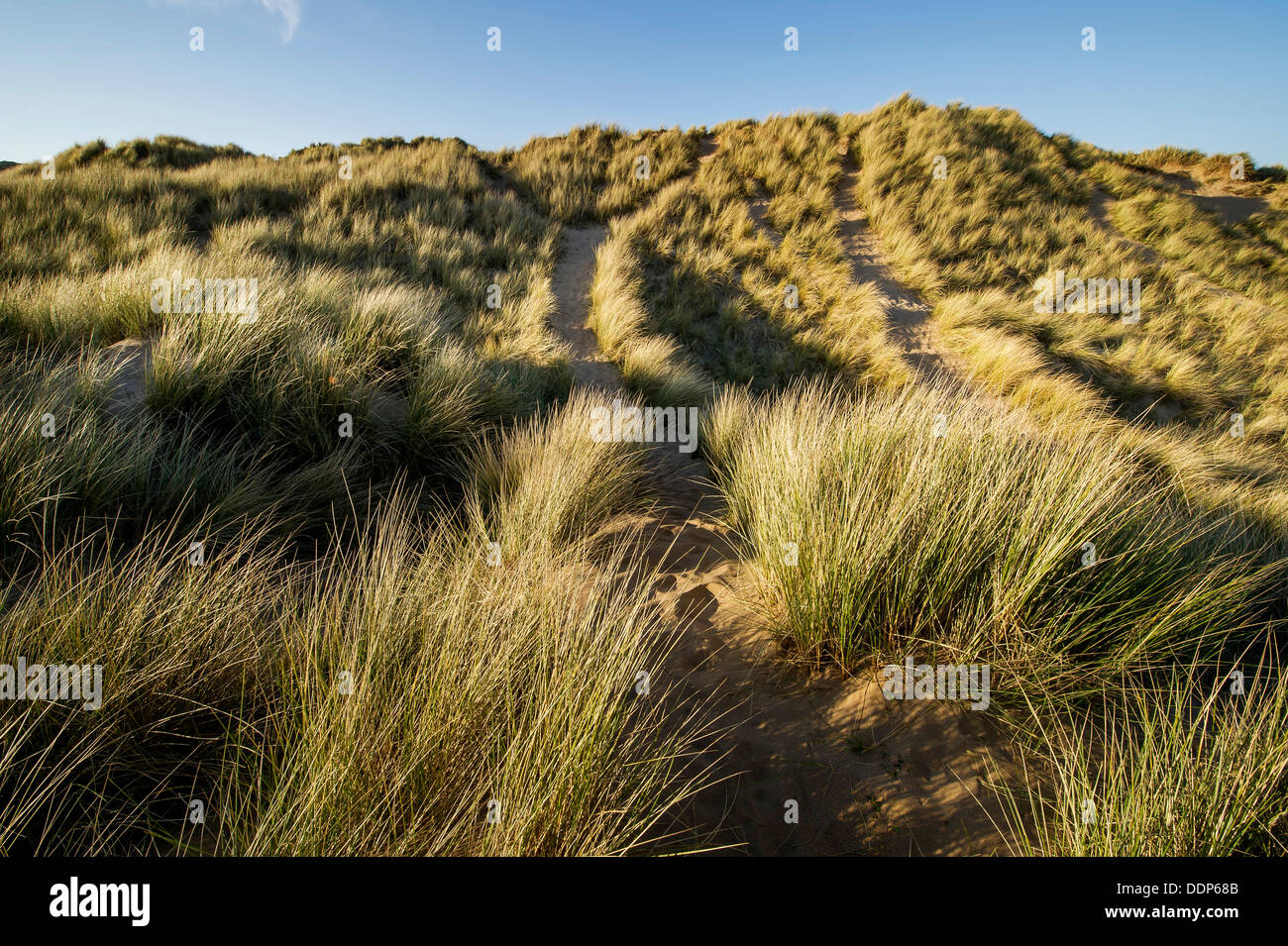 Surf Grasses High Resolution Stock Photography and Images - Alamy